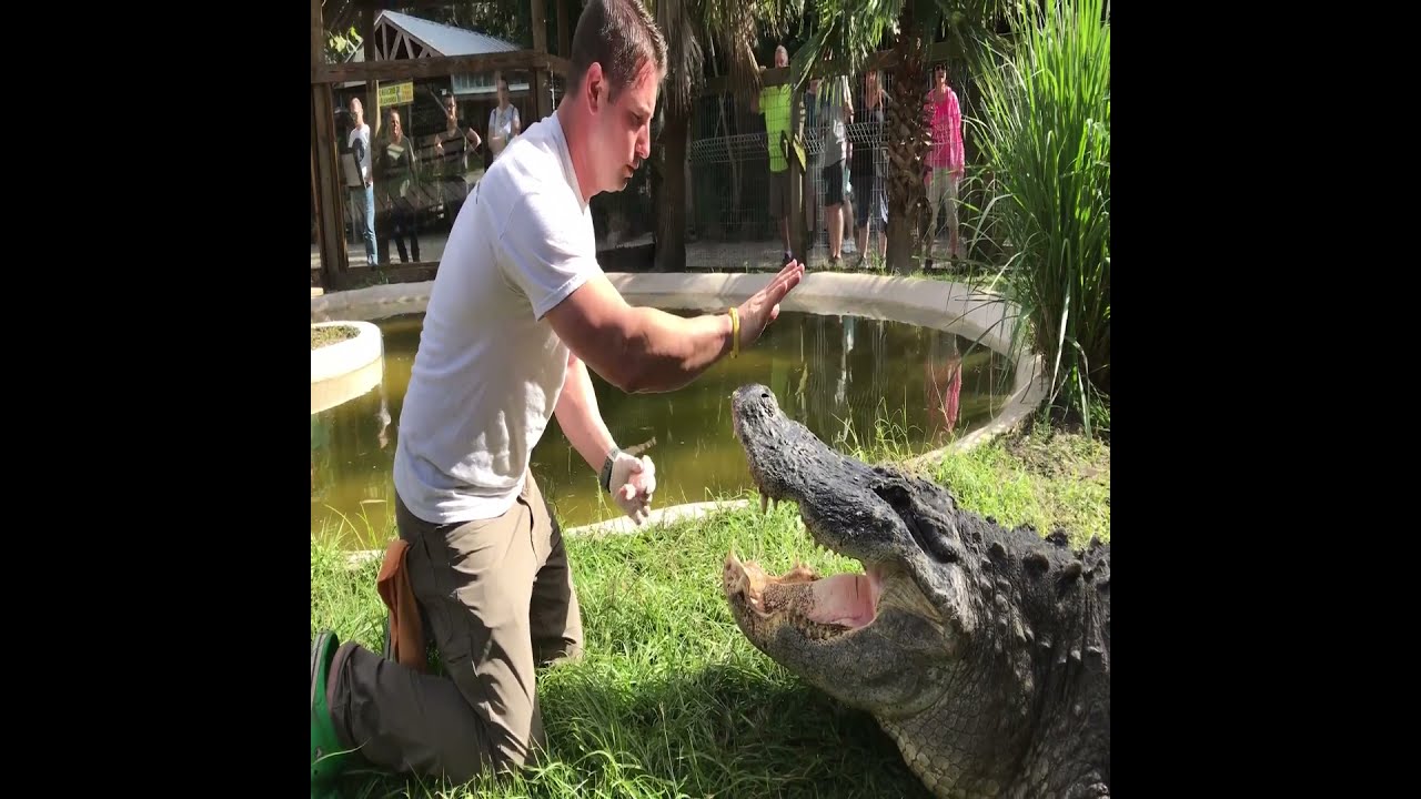 Working Croc back scrub