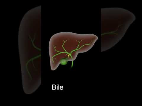 POR QUE AS FEZES TEM COR MARROM? #ciencia #figado #biologia #curiosidades