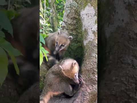 They're Called "Coati" (AKA My Jungle Puppies) #Shorts #Coati