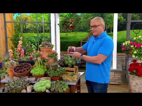 Roberta's 6-Piece Hardy Hens and Chicks Sempervivums Live Plants on QVC