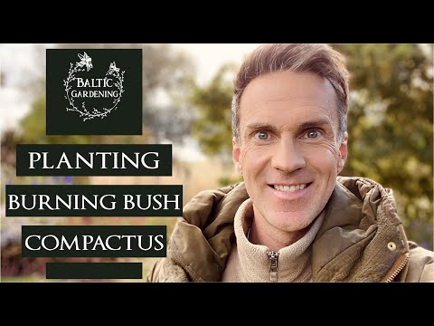 Planting burning bush. Euonymus alatus 'Compactus'. autumn garden. shrubs. Baltic Gardening