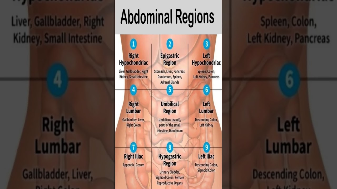 Nine Abdominal Regions # Human anatomy