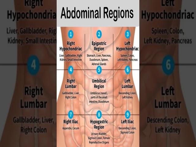 Understanding the Nine Abdominal Regions and Their Key Organs in Human ...