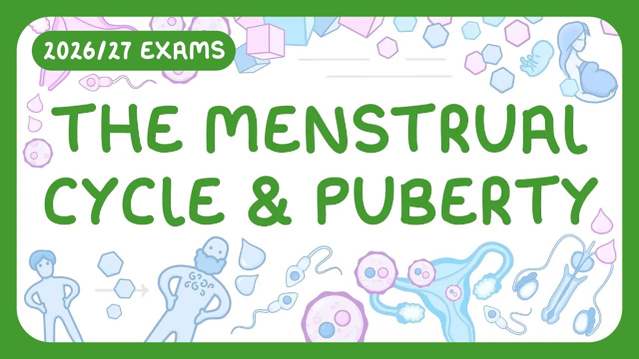 GCSE Biology - The Menstrual Cycle & Puberty (2026/27 exams)