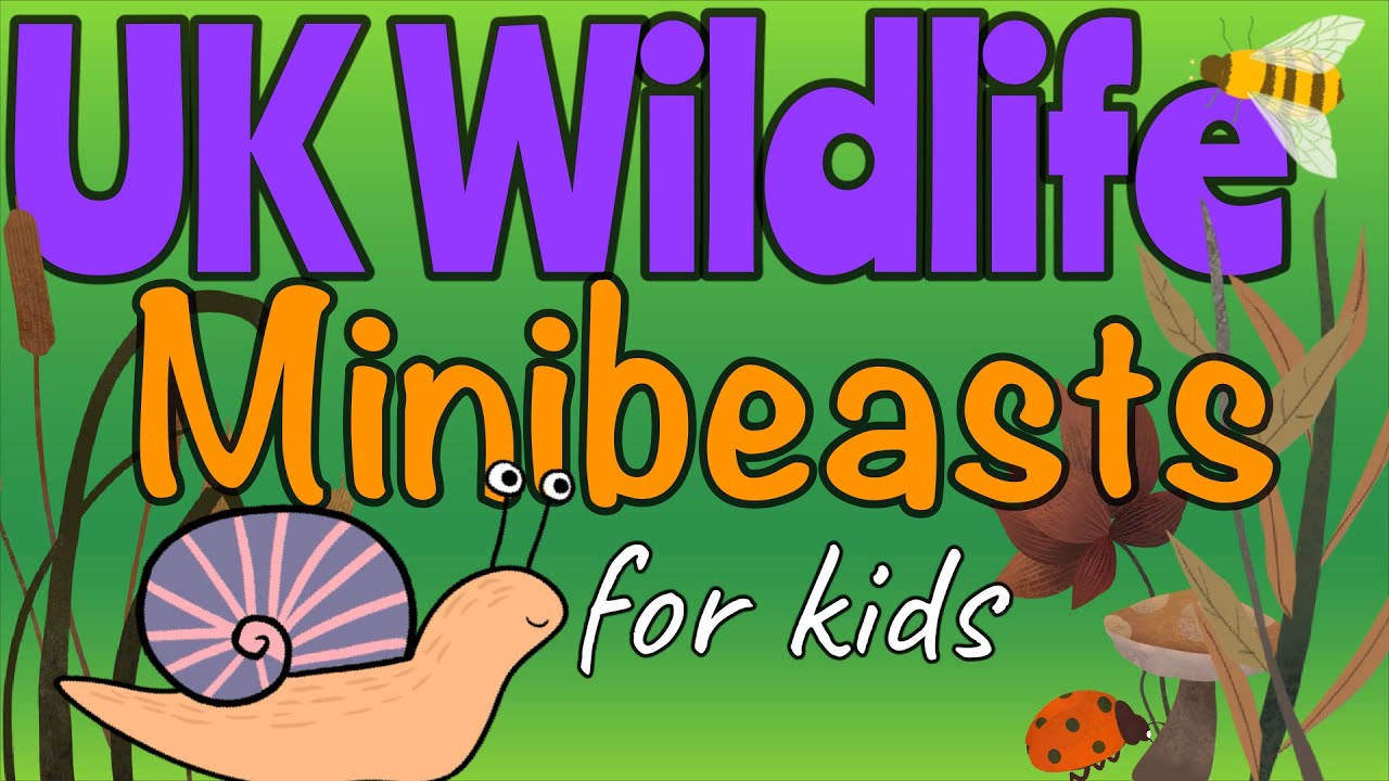 BUGS for kids 🐜🦋🐞 Minibeasts | Miss Ellis #bugsforkids #minibeasts #ukminibeasts