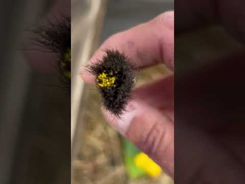 Do You need to Pollinate?