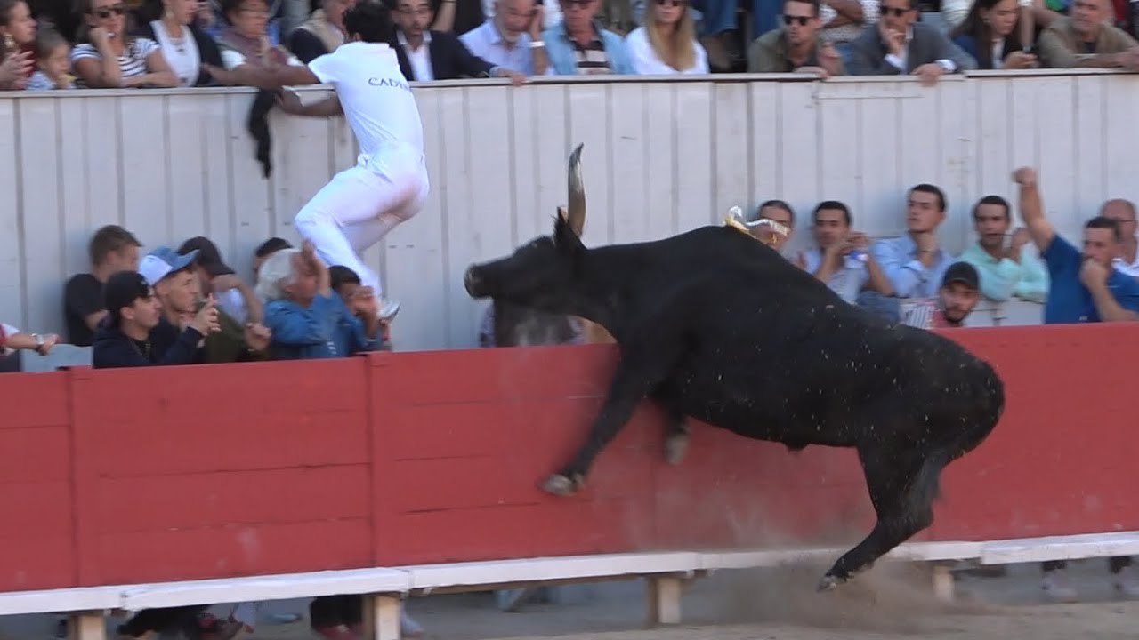 Courses camarguaises : finale du Trophée des As 2025 à Arles le 12 octobre 2025.
