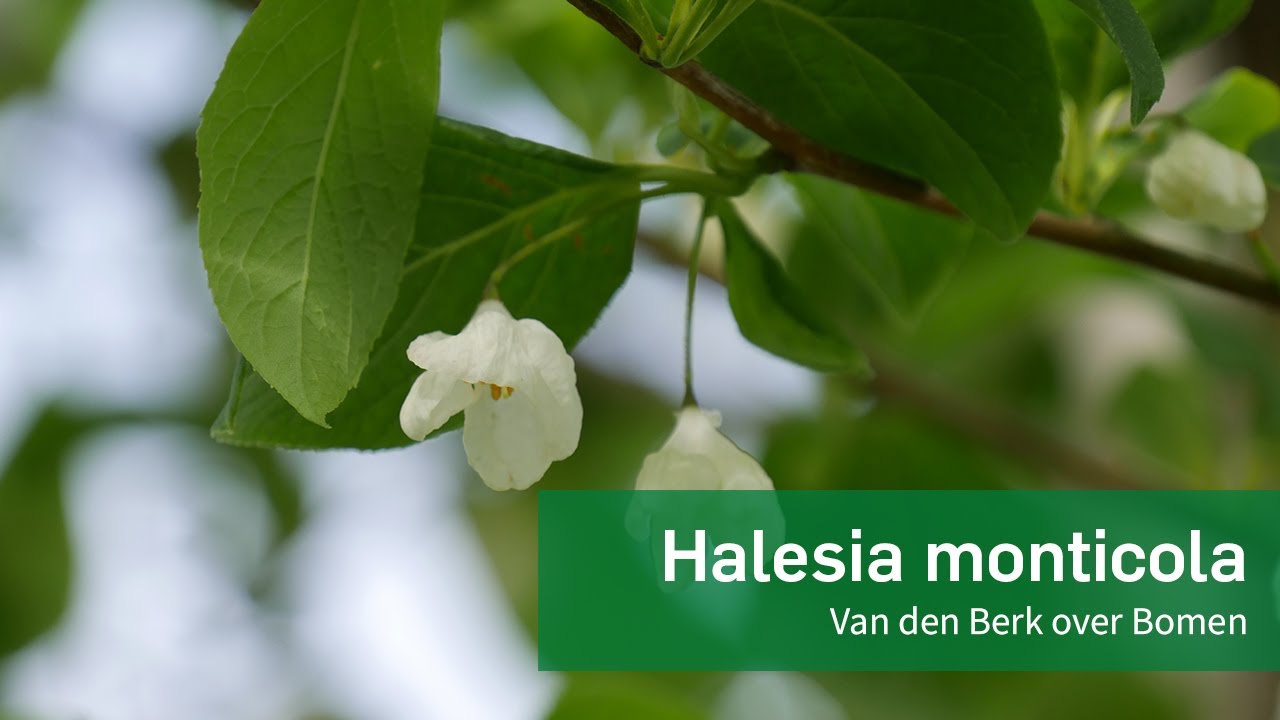 Halesia monticola | Sneeuwklokjesboom | Van den Berk Boomkwekerijen