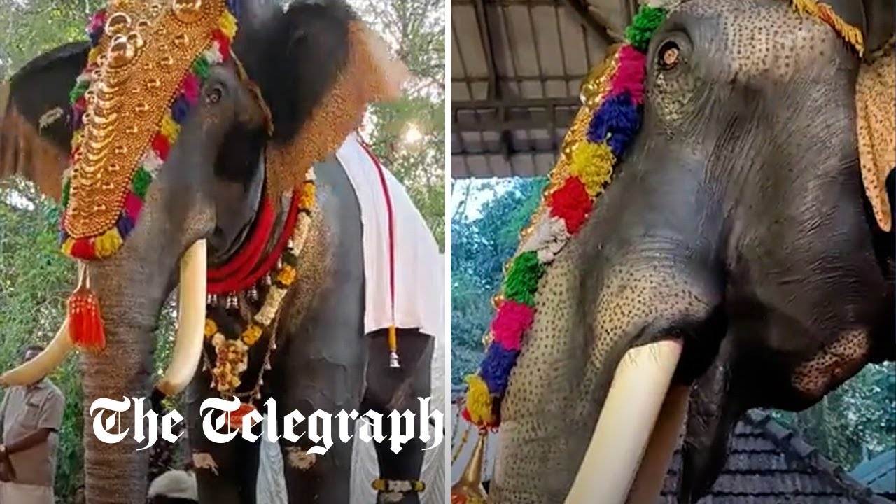 Watch: The robot elephant created to end animal cruelty at Indian temple