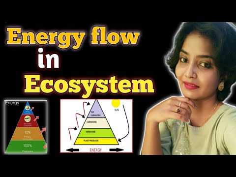 Energy Flow Ecosystem In Hindi !!!