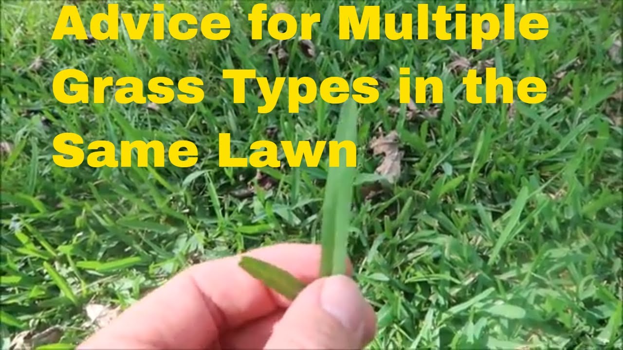 How to Handle Multiple Grass Types in the Same Lawn