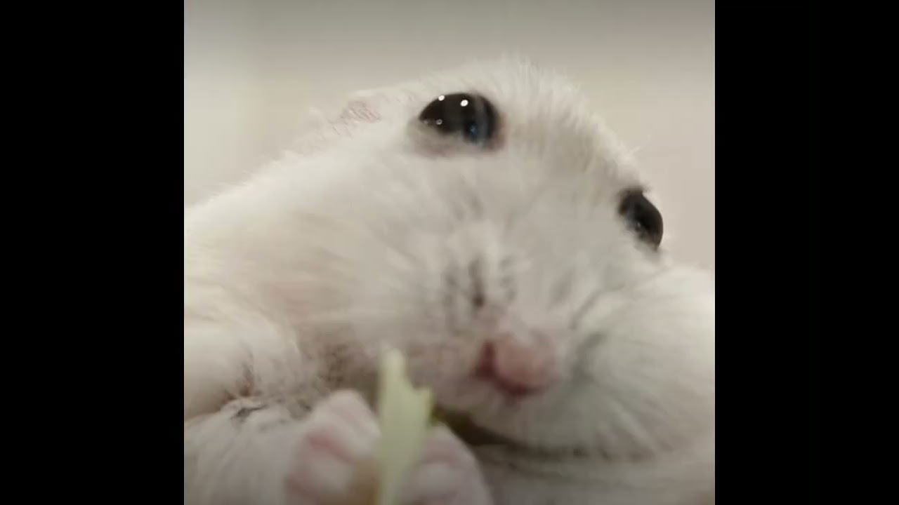 Hamster pfp pic! Feel free to have themmm!!