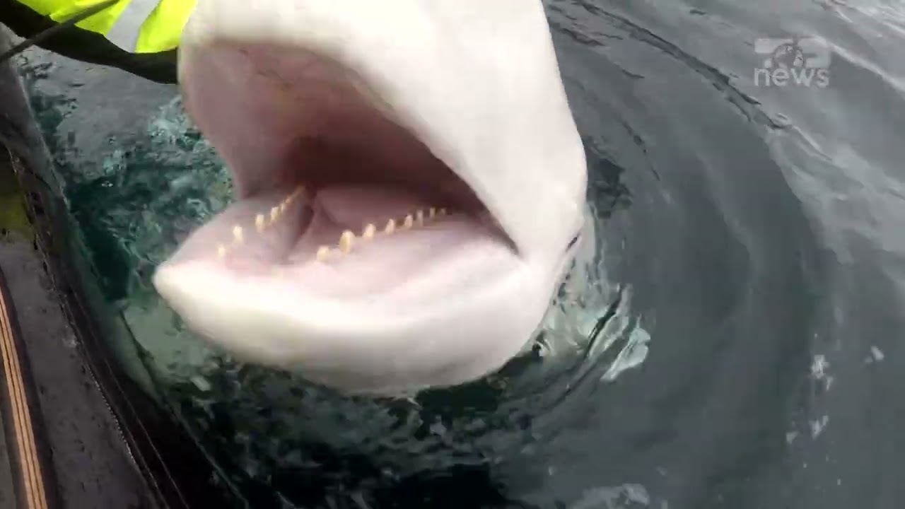 Top News – Rusia dërgon delfinët në luftë / Dyfishon ‘flotën’ në Detin ... Top News – Rusia dërgon delfinët në luftë / Dyfishon ‘flotën’ në Detin ...