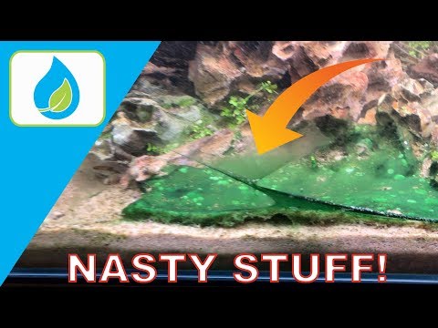 TREATING BLUE GREEN ALGAE - CYANOBACTERIA