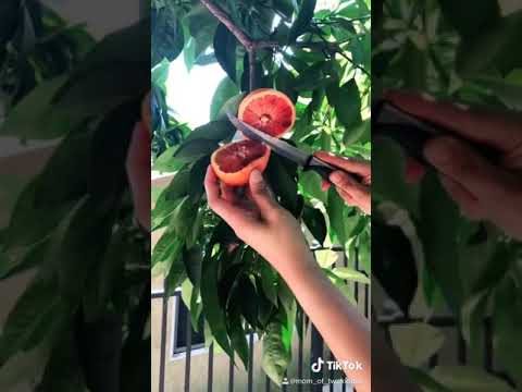 Our blood orange tree sweet