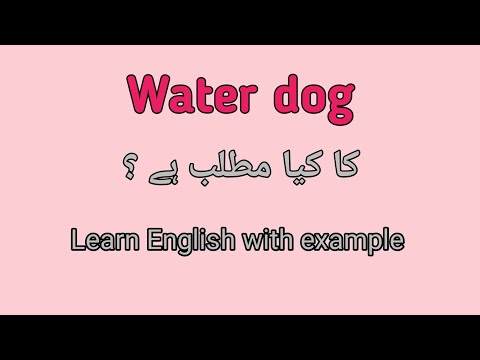 Water dog meaning | water dog meaning in Urdu/Hindi