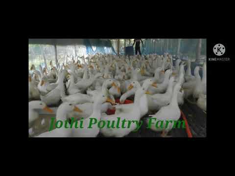 Duck Farming in India