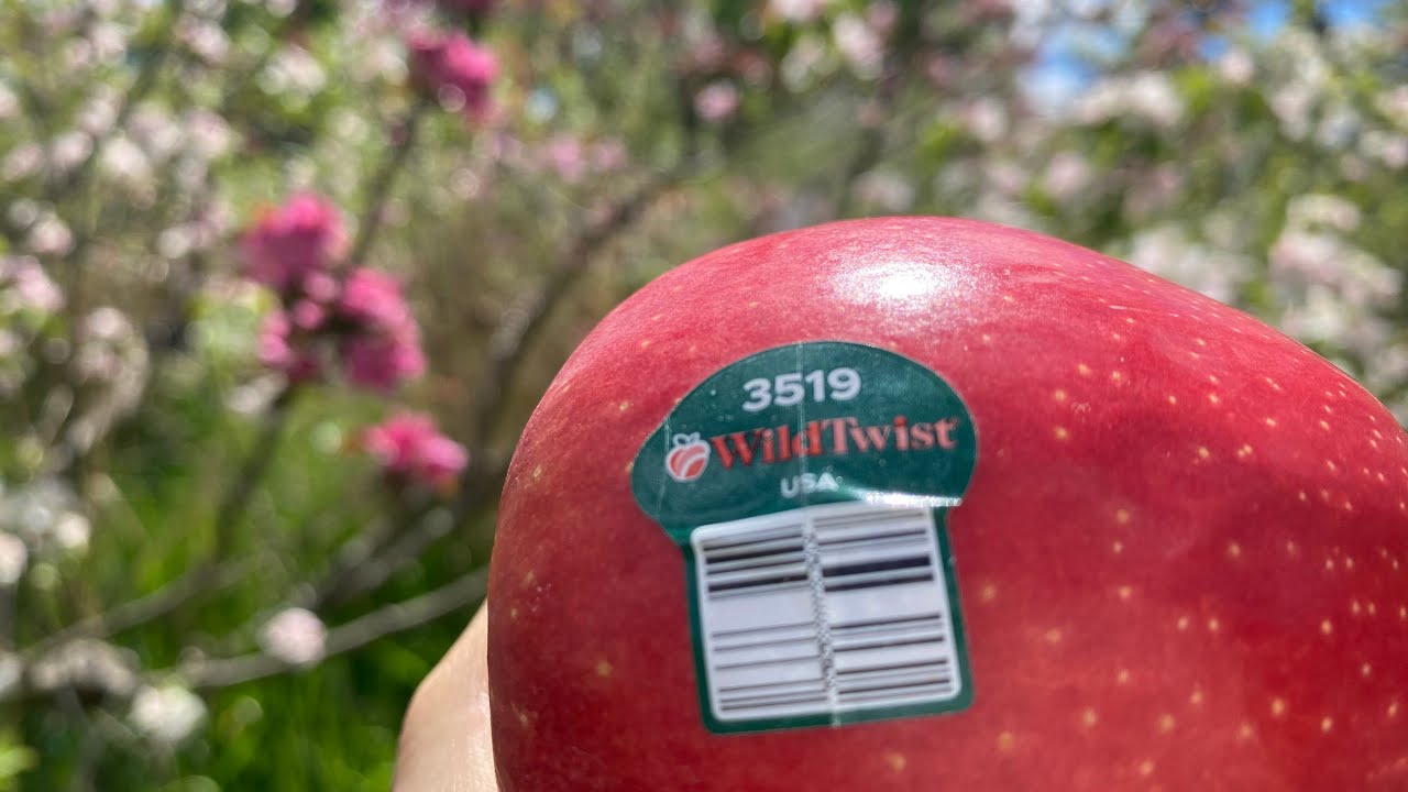 Wild Twist Apple Taste Test!