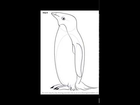 How to draw Adelie Penguin – Drawing Tutorials