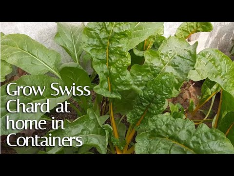 How to Sow or Grow Swiss Chard in Containers/Pots | Growing Chard at Home - Part II (Urdu / Hindi)