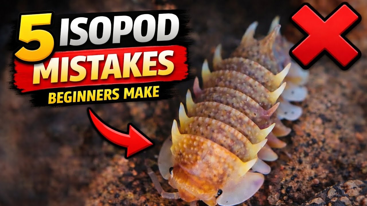 Isopods as Pets | Avoid These Mistakes