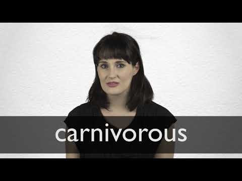 CARNIVOROUS definition and meaning | Collins English Dictionary