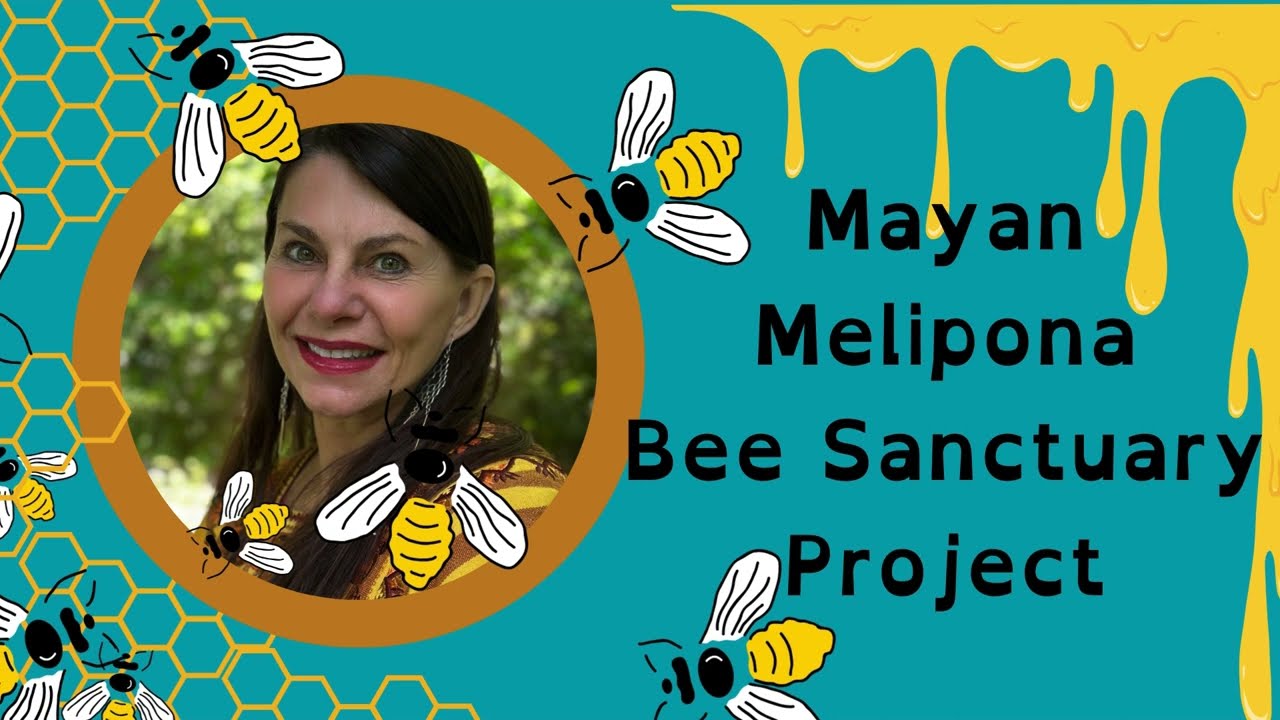 Mayan Melipona Bee Sanctuary Project 501c3