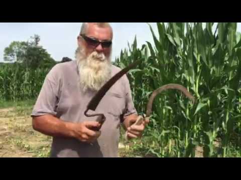 Cutting Corn the Old Way… | Bejosh Farm Journal