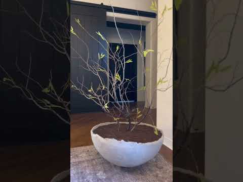 DIY Concrete Planter