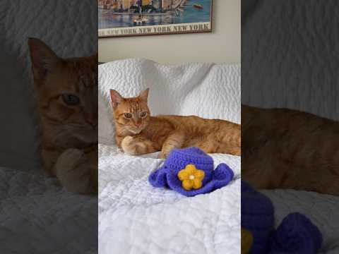 Easy crochet cat hat tutorial | cute bucket hat for cats pets #crochet #diy #crochetpatterns #craft