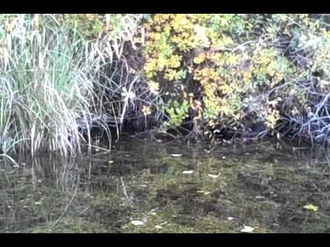 Snipe Hunt