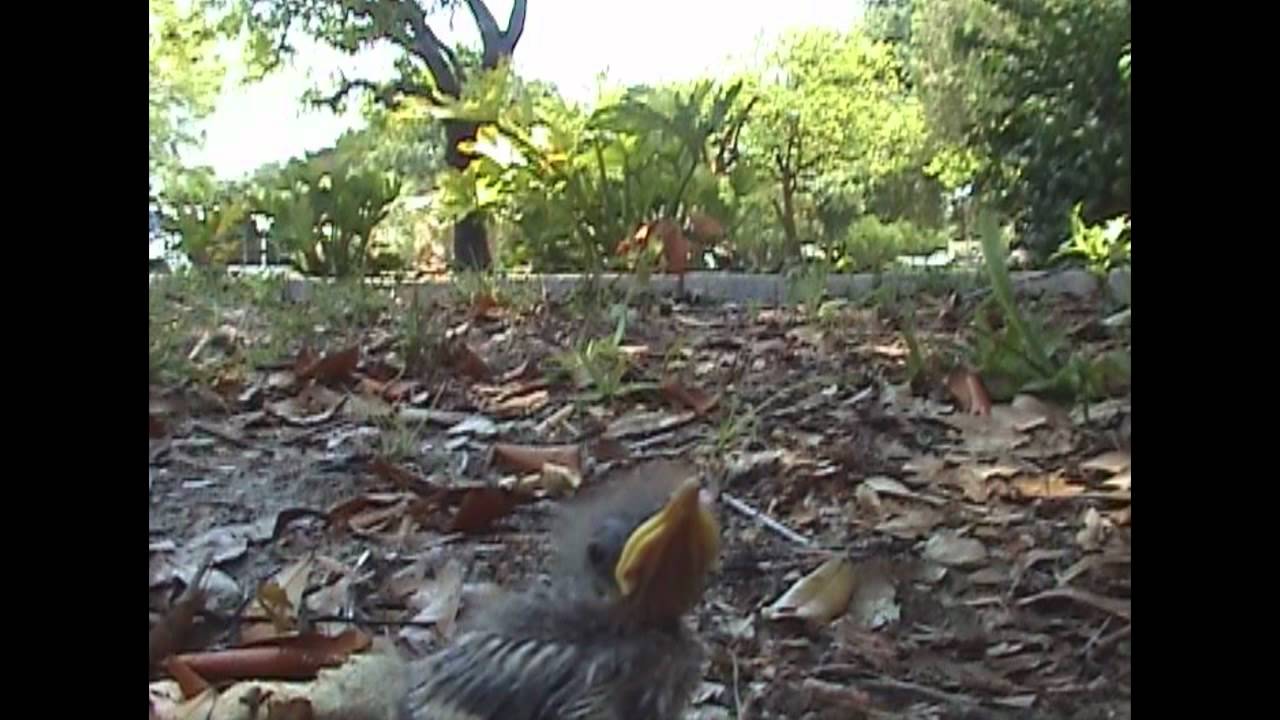 Learning to Fly:  A Bird Story