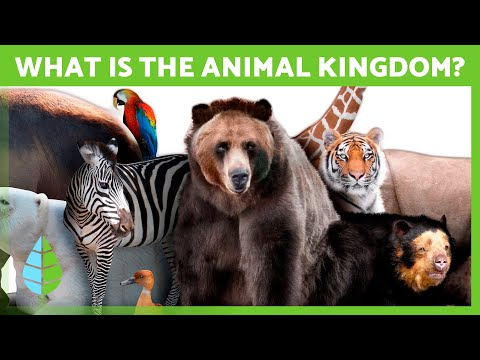 Animal Kingdom Explained  🐻 Facts, Features, and Types