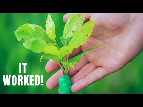 Grafting a Wild Pear Tree (Results Included)