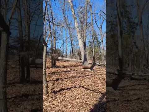 Tall Rascal! Marshfield Mo #stihl #logging #whiteoak #shortreels