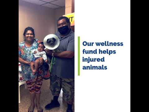 What Does CCSPCA Do?