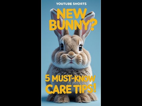 🐰 New Bunny? 5 MUST-KNOW Care Tips! #RabbitCare #rabbit #shorts