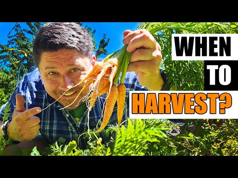 When To Harvest Carrots - Garden Quickie Episode 201