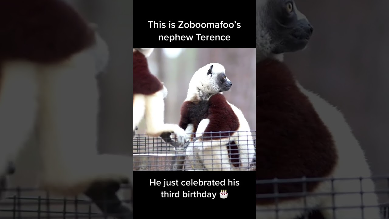 Zoboomafoo Family Update!