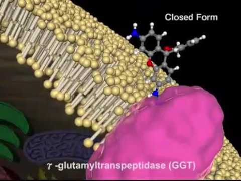 cancer-selective fluorescence probe "ProteoGREEN™-gGlu"