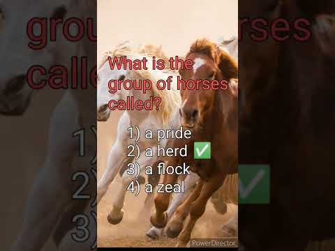 What is the group of horses called? Animals group names