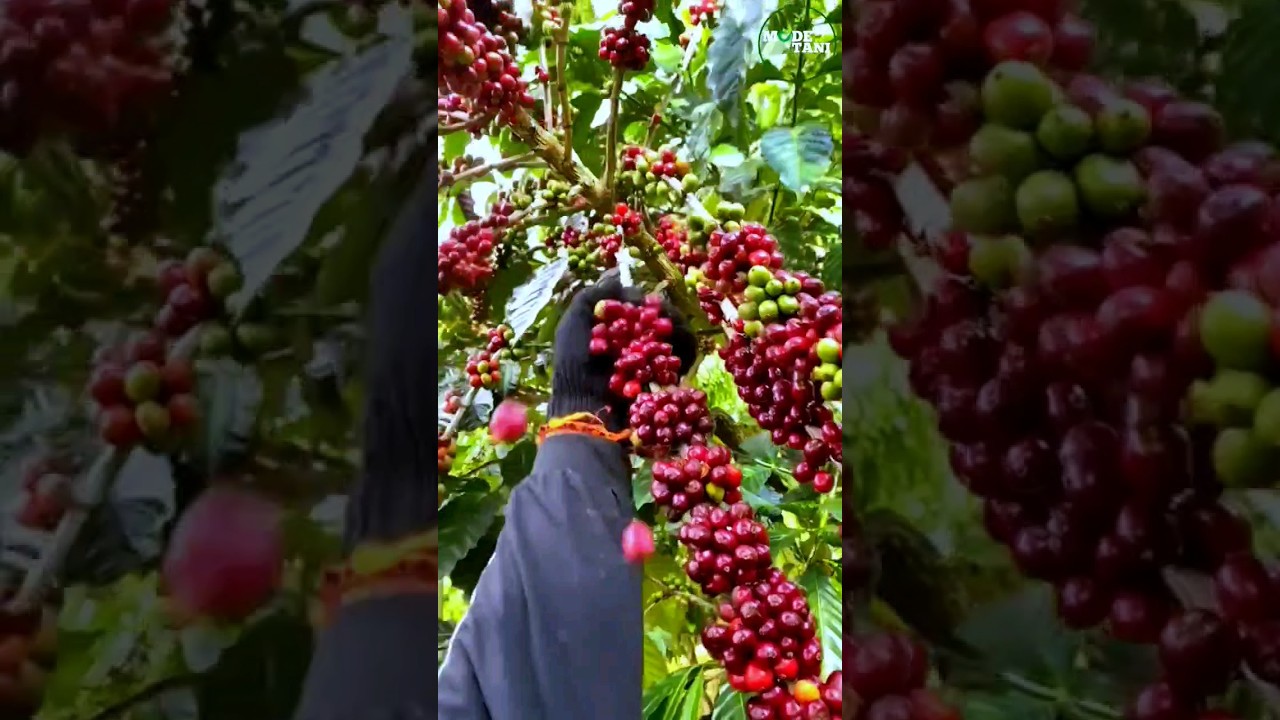 COFFEE BEAN HARVESTING AND PROCESSING PROCESS #shorts