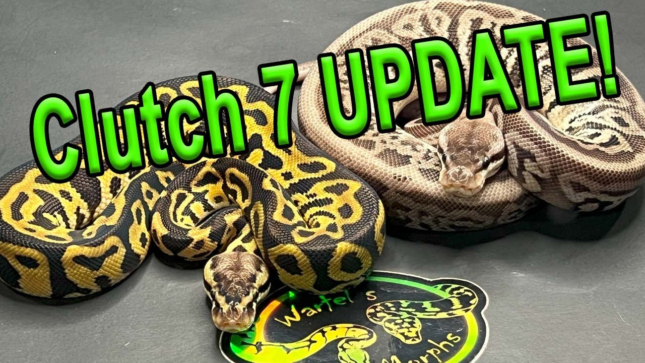 Clutch 7 UPDATE! (Ball Python)