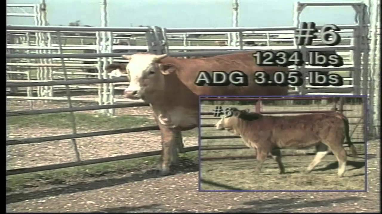 Dan Hale - Cattle Value: Feeder Calf to Boxed Beef - Combining Predictions with Carcass Results New
