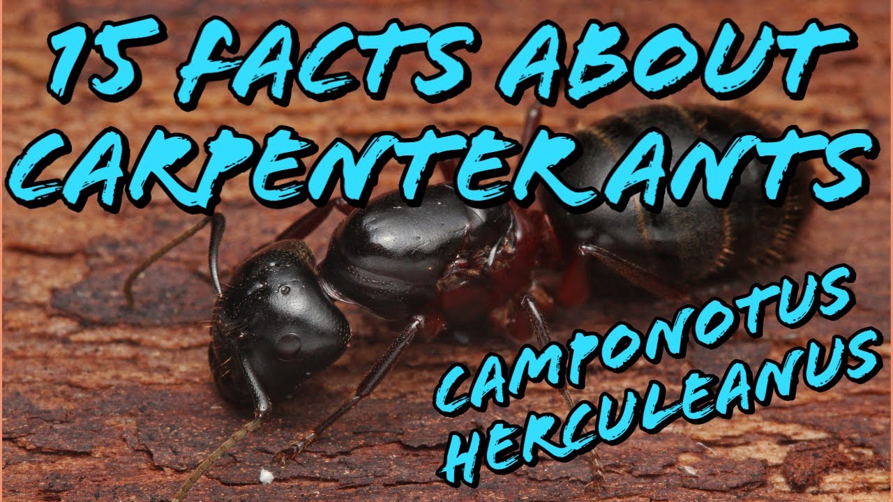 15 Facts About The Carpenter Ant (featuring Camponotus Herculeanus)