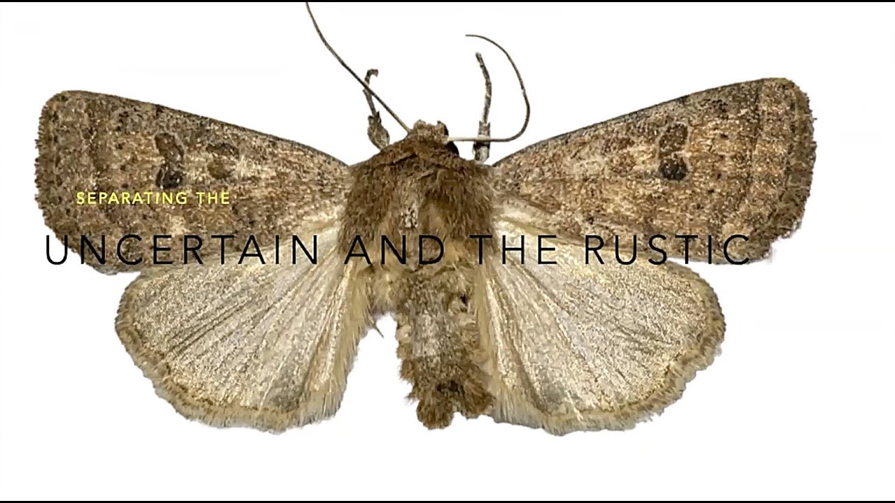 Identifying Moths   The Uncertain and the Rustic