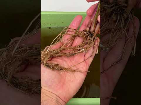 Grow Your Calathea In Just Water