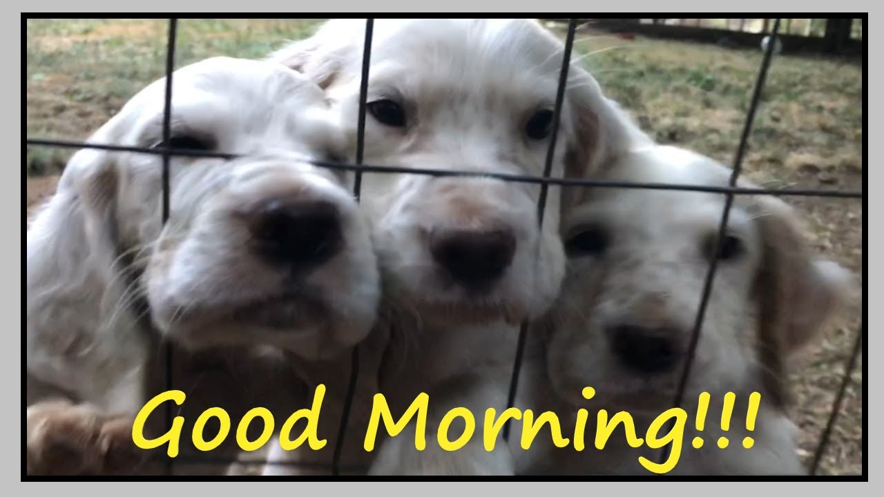 English Setter Puppies In The Morning
