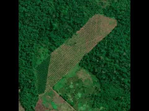 Green shoots: deforestation and the ironic need for growth – WARRICK SONY