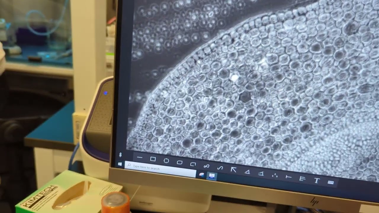 Basic image capture using Zeiss Labscope software with AI Cell Counting and AI Cell Confluency